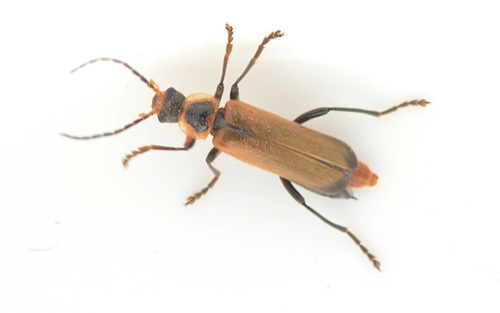 Cantharis terminata · NaturaLista Colombia