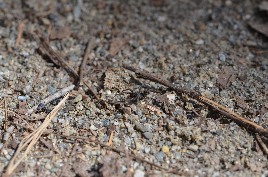 Wolf Spiders and Allies from Huntington, VT 05462, USA on April 18 ...