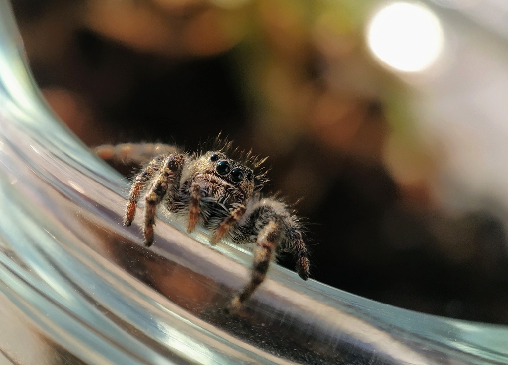 Boreal Tufted Jumping Spider from Titusville, NB E5N 3T5, Canada on ...