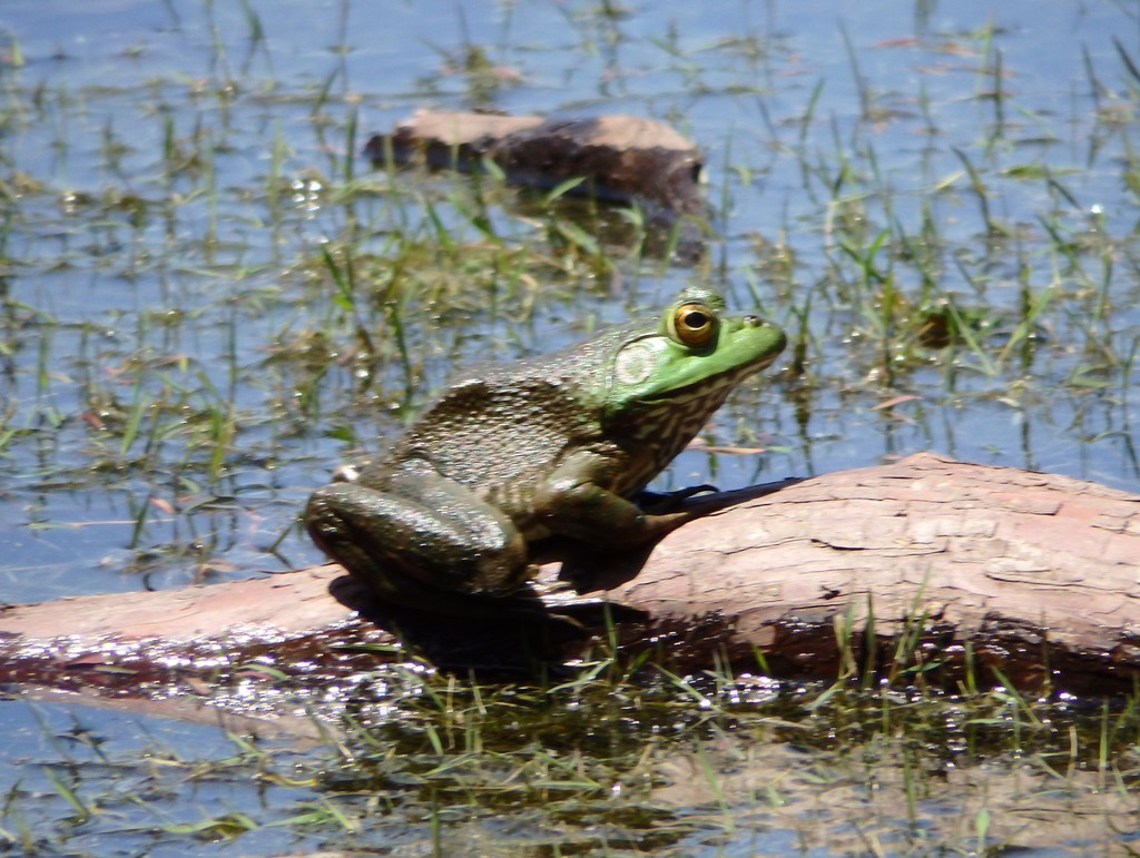 American Bullfrog from Liberty, TX, USA on April 18, 2022 at 12:51 PM ...