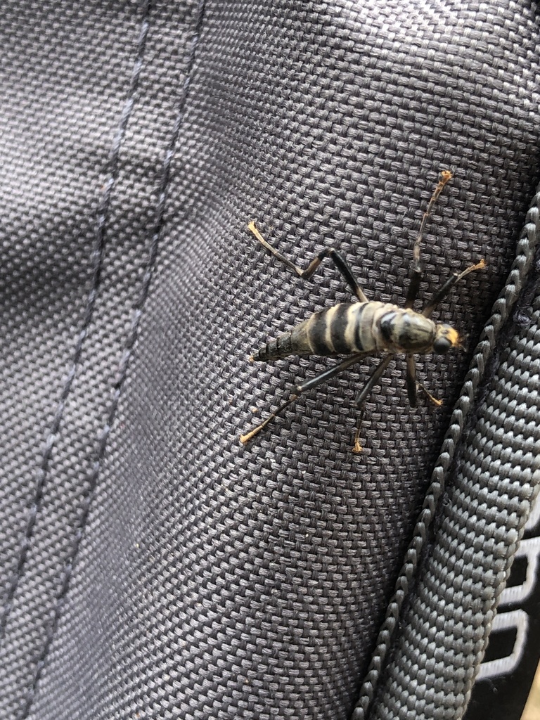 Australian Wingless Soldier Fly from Cathedral Range State Park ...
