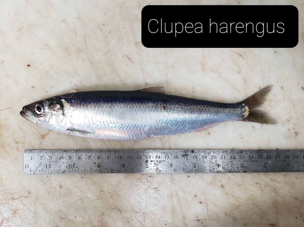 Atlantic Herring from Terre-Neuve et Labrador on April 18, 2022 at 06: ...