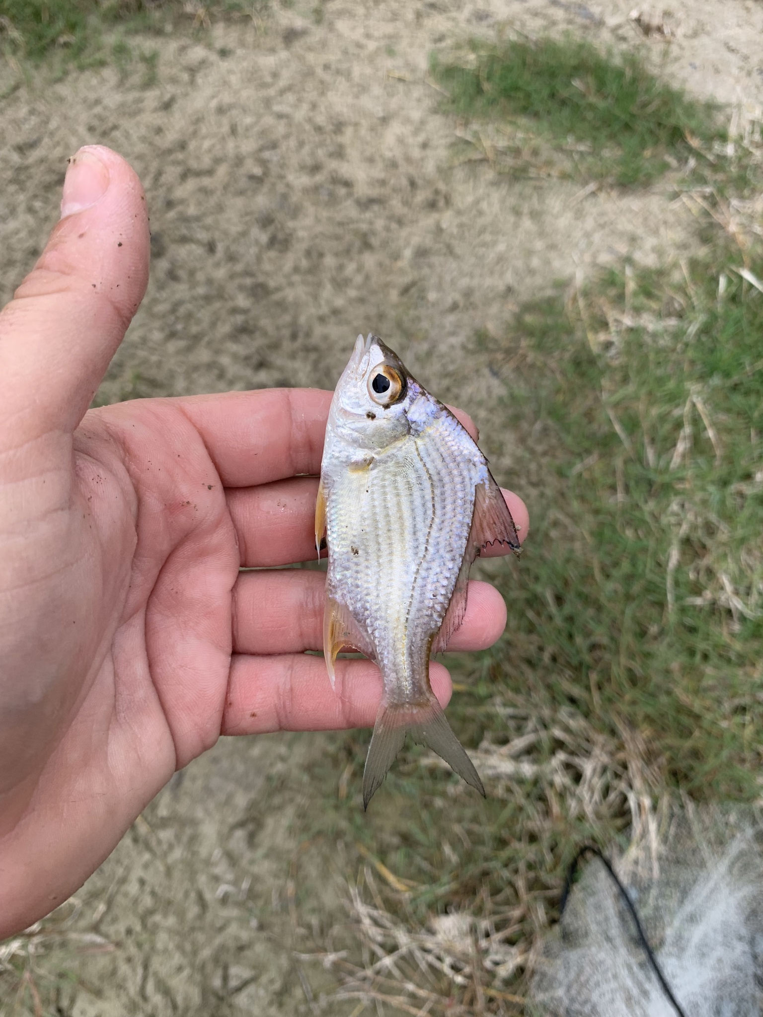 Diapterus auratus Ranzani, 1842