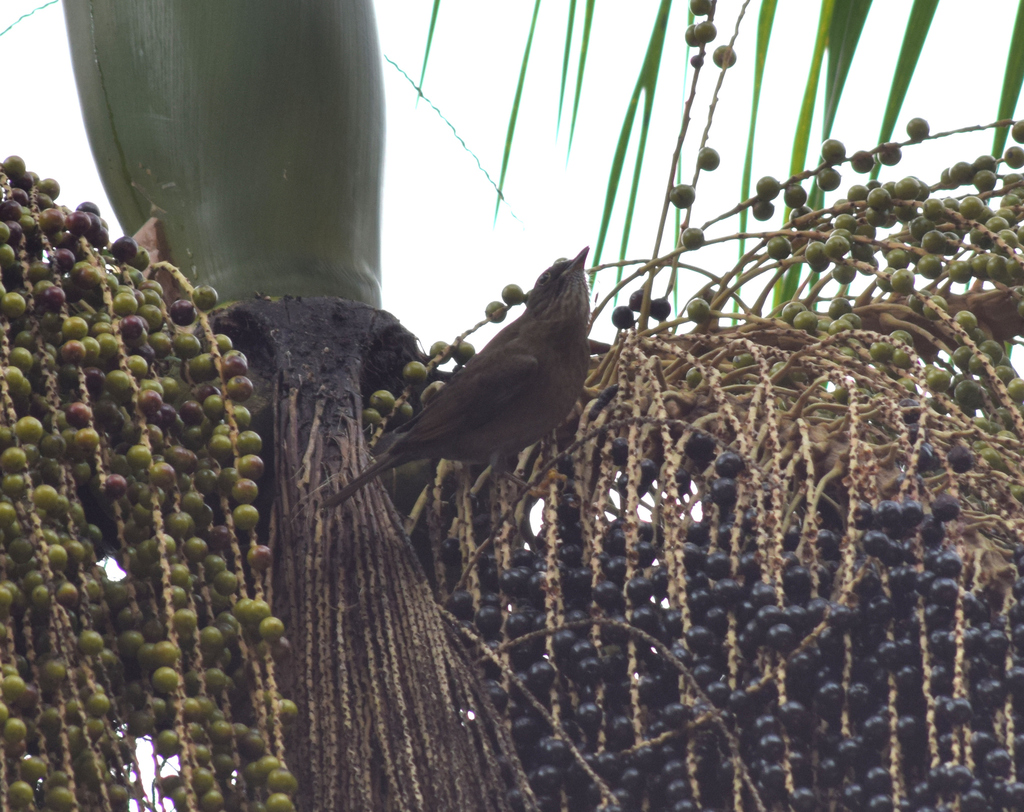 Yellow-legged Thrush from Miracatu - SP, 11850-000, Brasil on April 17 ...
