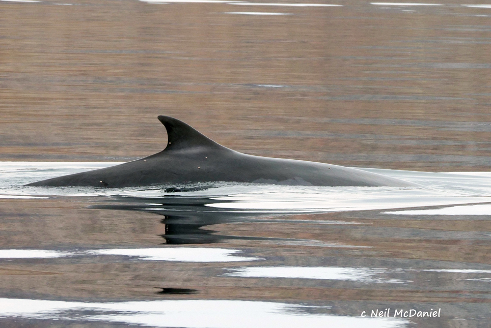 Fin Whale from Bahía de Loreto, Loreto, MX-BS, MX on March 26, 2022 at ...