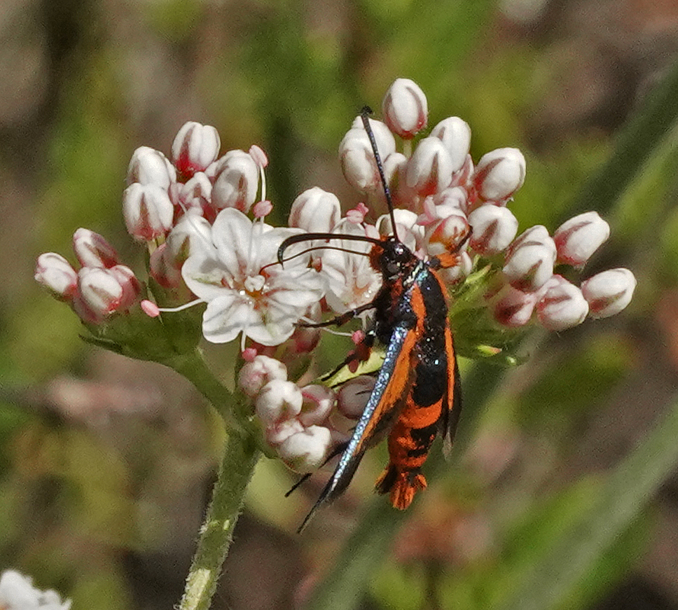 Buckwheat Root Borer Moth from Peters Canyon Regional Park, Orange, CA ...