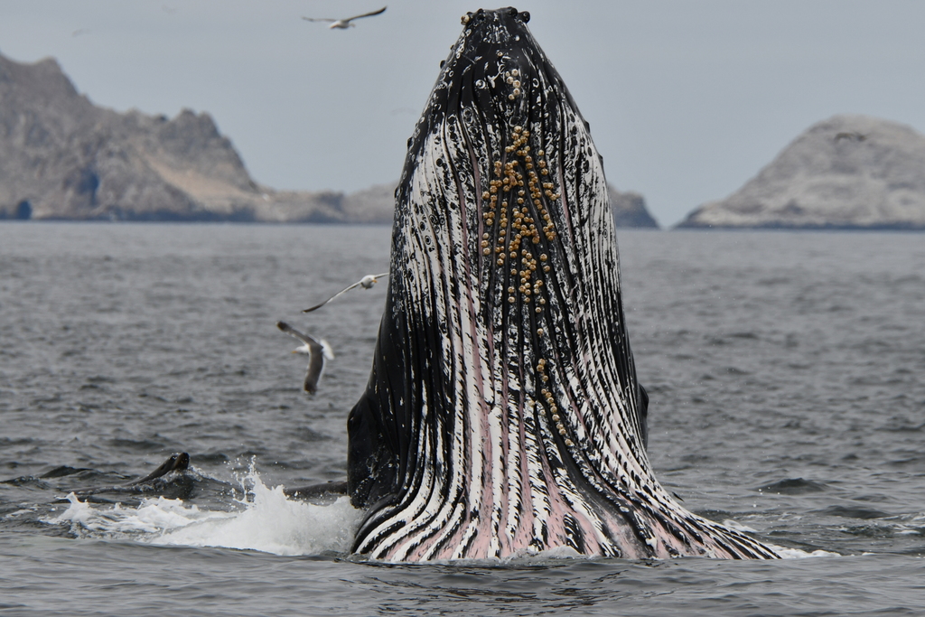 Humpback Whale (Megaptera novaeangliae) - Marine Life Identification