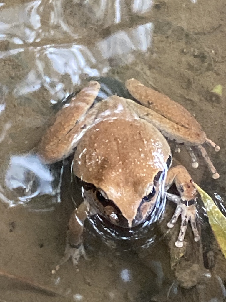 Lesueur's Frog from Broughton Vale, NSW, AU on April 19, 2022 at 08:41 ...
