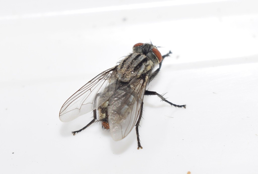Red-tailed Flesh Fly from Αγ. Βαρβάρα, Ελλάδα on April 03, 2022 at 03: ...