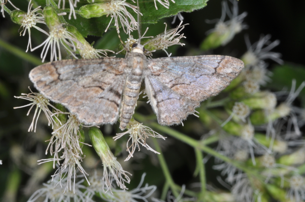 Geometer Moths from Santa María Department, Cordoba, Argentina on April ...