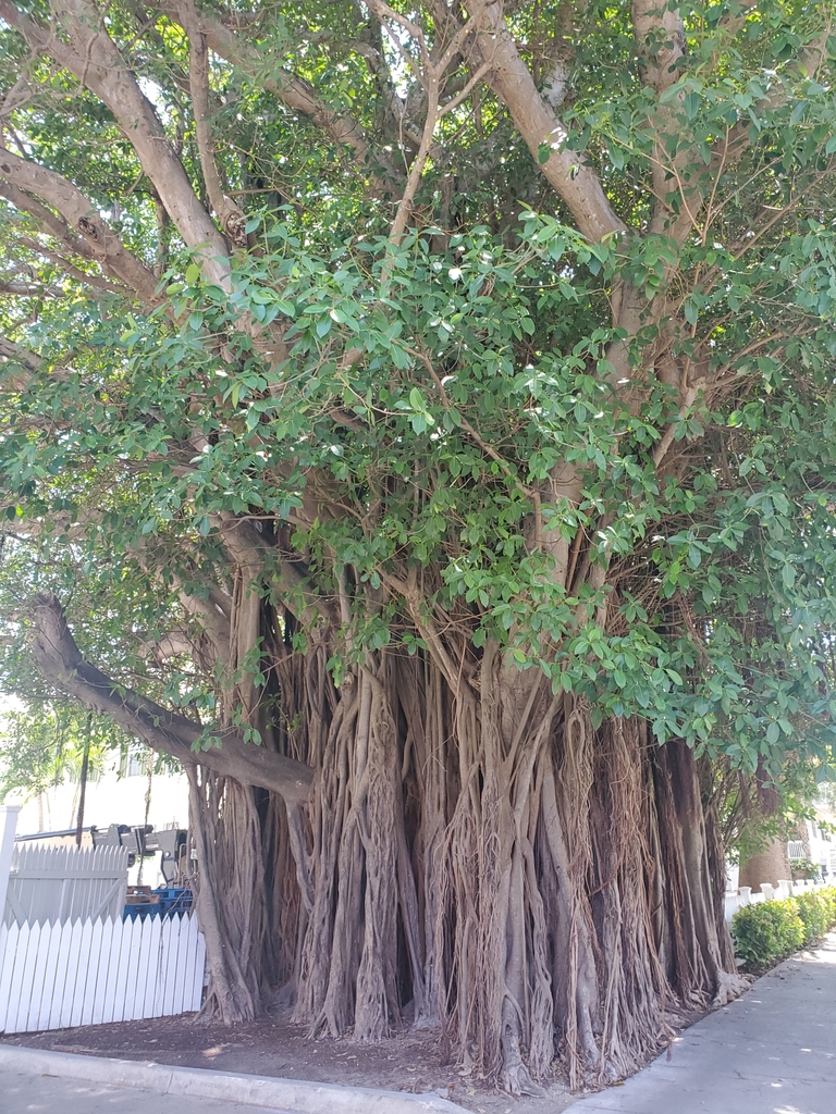 Figs from Key West, FL 33040, USA on April 18, 2022 at 01:24 PM by ...