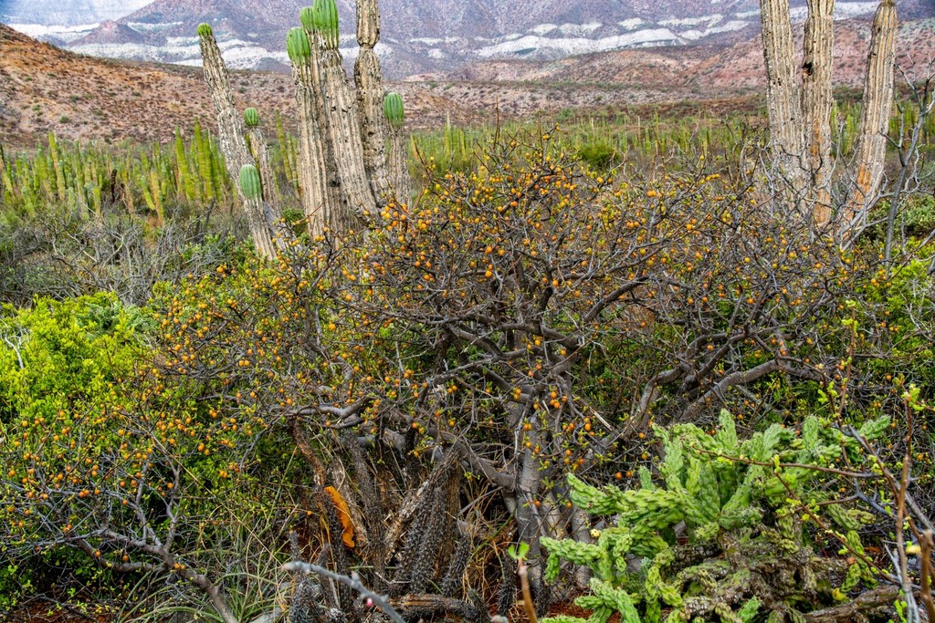 cimarron plum from La Paz, Baja California Sur, Mexico on July 29, 2020 ...