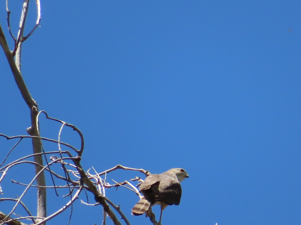 Sharp-shinned Hawk from Maricopa County, AZ, USA on April 18, 2022 at ...