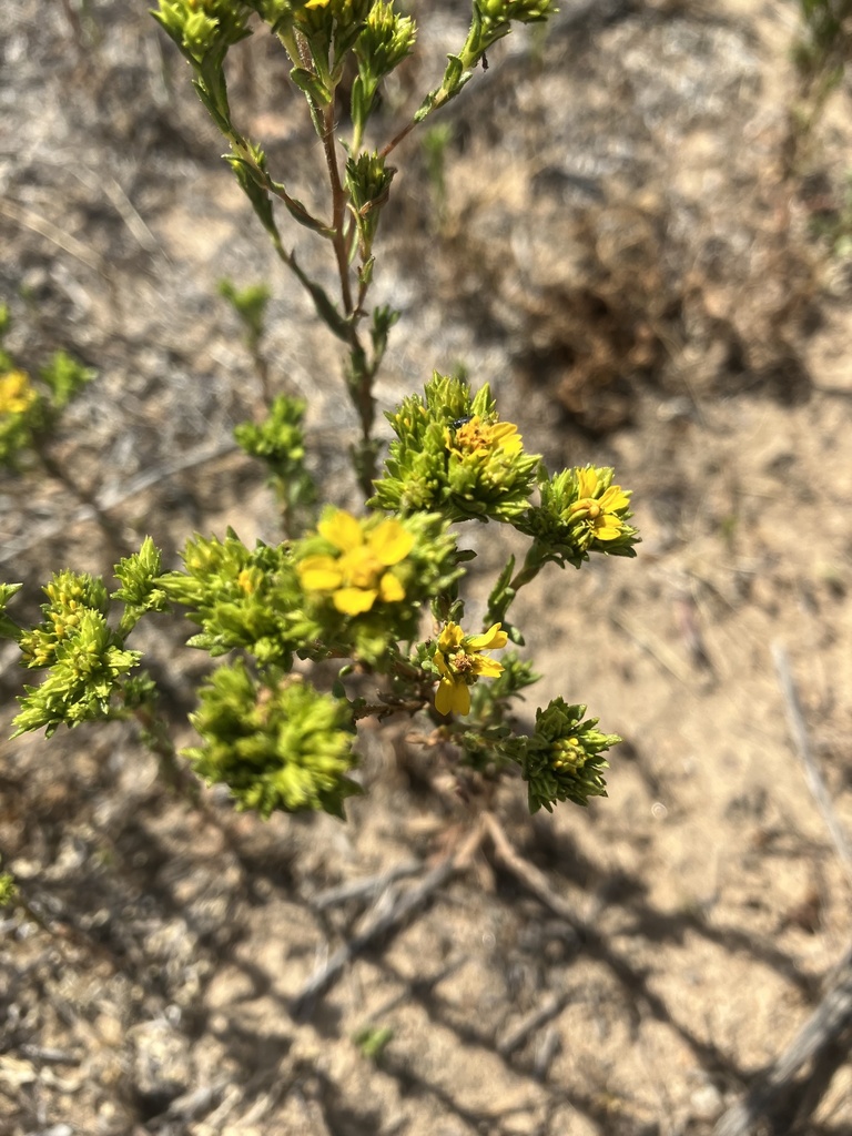 Clustered Tarweed from University City, San Diego, CA, US on April 18 ...