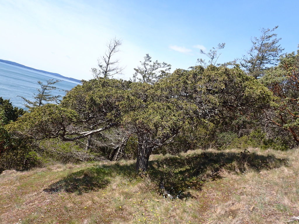 Seaside Juniper (Juniperus maritima) - Botanical Realm