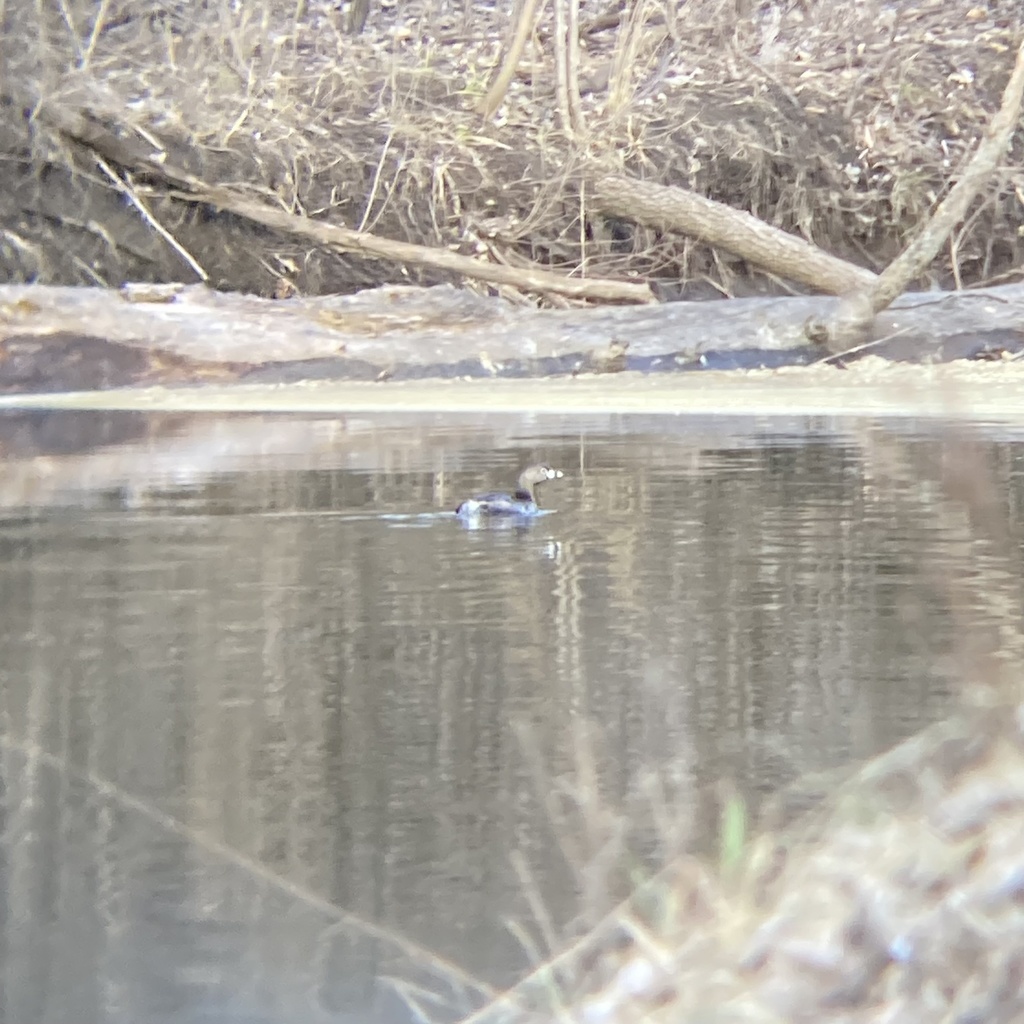 Pied-billed Grebe from Main St, Clearwater, MN, US on April 18, 2022 at ...