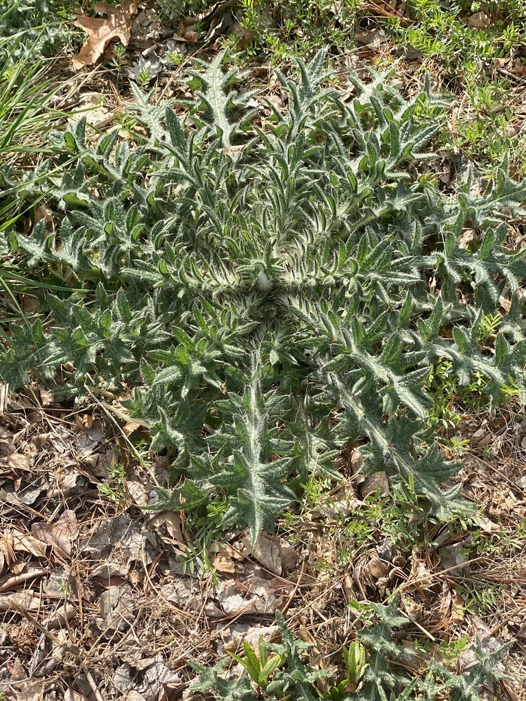 Bull Thistle from E Ridgewood Ave, Paramus, NJ, US on April 18, 2022 at ...