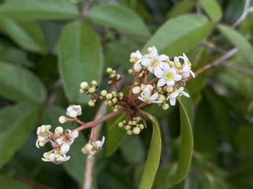 Foto 189129188, (c) David Jeffrey Ringer, algunos derechos reservados (CC BY-NC), subido por ...