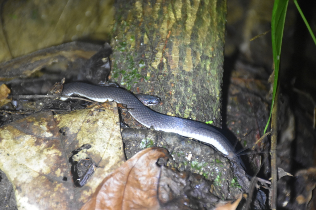 Hallowell's Coffee Snake from Brasso Seco on April 17, 2022 at 02:33 AM ...