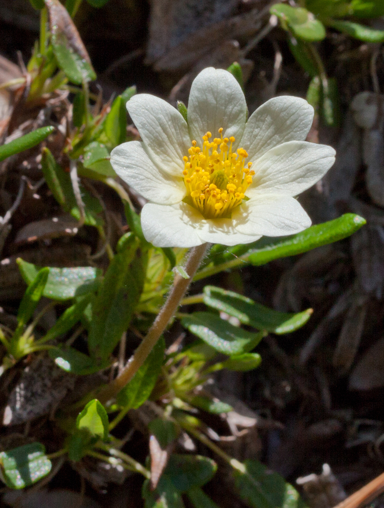 Mountain-Avens (Rosaceae (Rose) of the Pacific Northwest) · iNaturalist