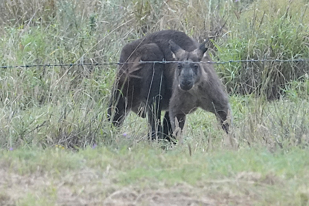 Common Wallaroo from Lonesome Homestead, Beilba QLD 4454, Australia on ...