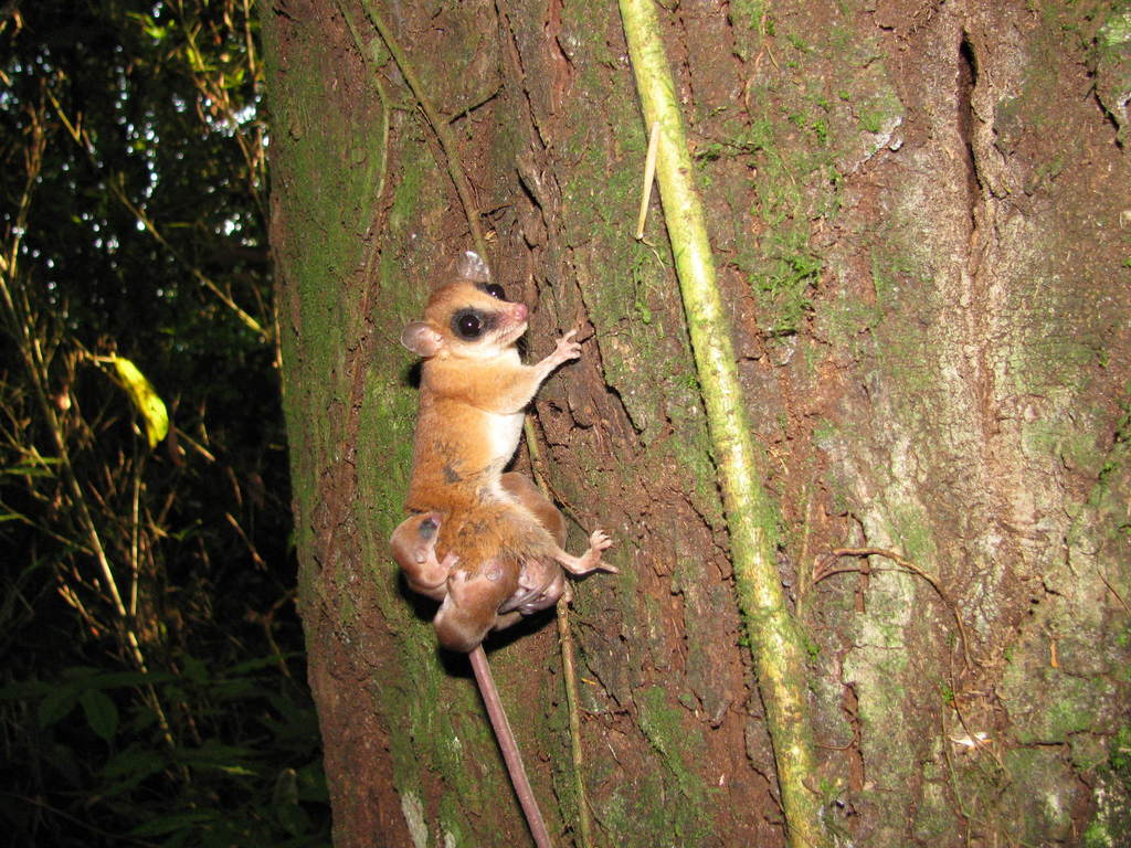 Rufous Mouse Opossum (Mammals SW Colombia) · iNaturalist