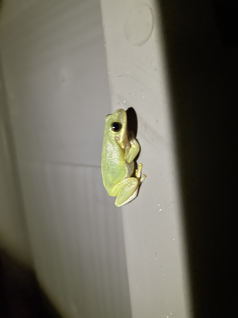 Squirrel Tree Frog in April 2022 by Kaylyn Cullen · iNaturalist