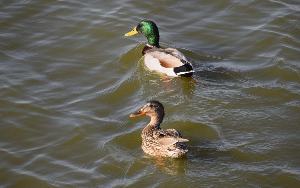 Mallard from Abilene, TX, USA on April 18, 2022 at 09:38 AM by Matthew ...