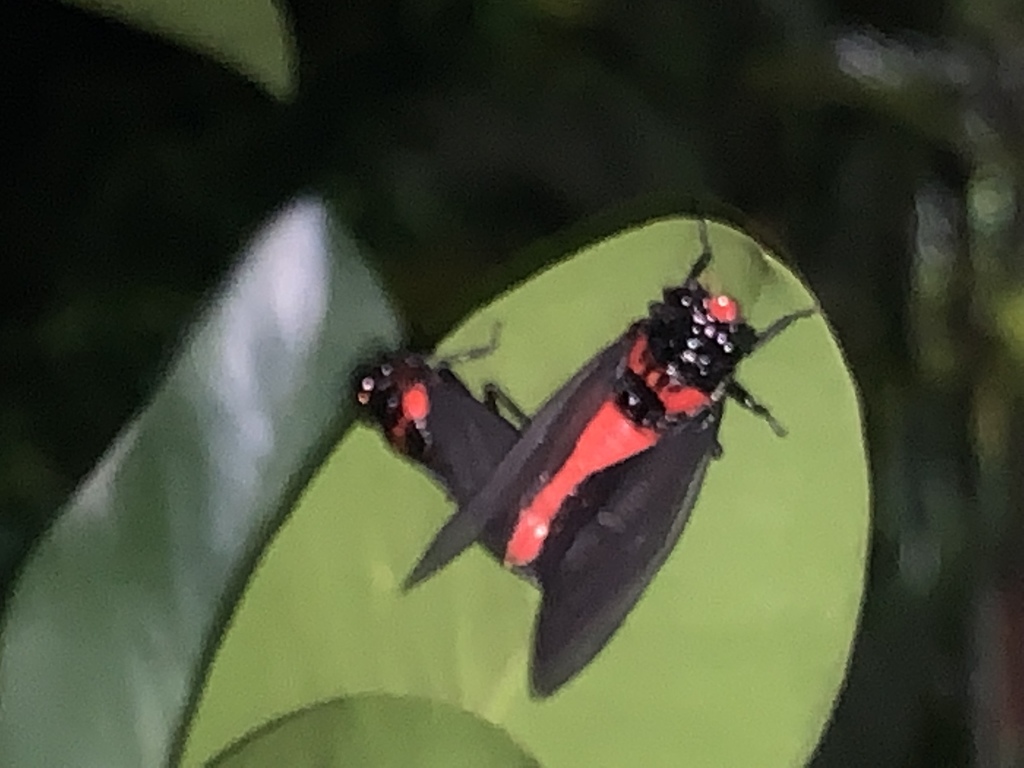 Black and scarlet cicada from Pine Grove, Holland Village, Singapore ...