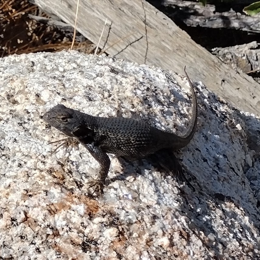 Great Basin Fence Lizard from Spitler Peak Trail, Riverside County, CA ...