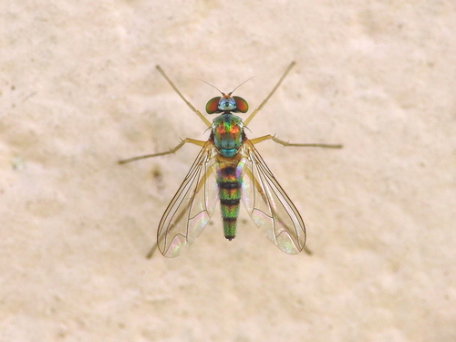 Genus Amblypsilopus · iNaturalist
