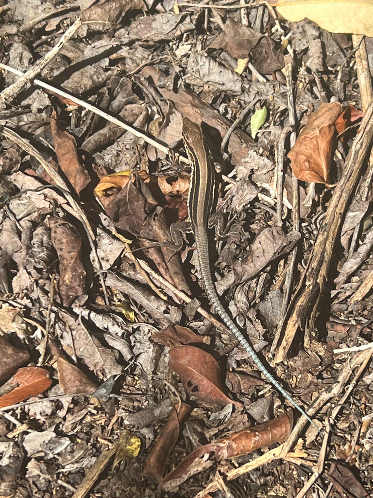 Saint Croix Ground Lizard in December 2021 by Will Sides · iNaturalist