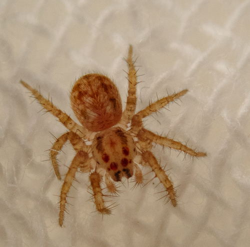 Género Laestrygones · iNaturalist Mexico