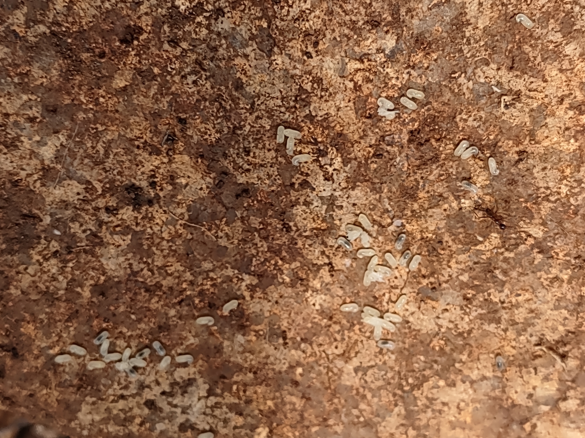 Pheidole obtusospinosa Pergande, 1896