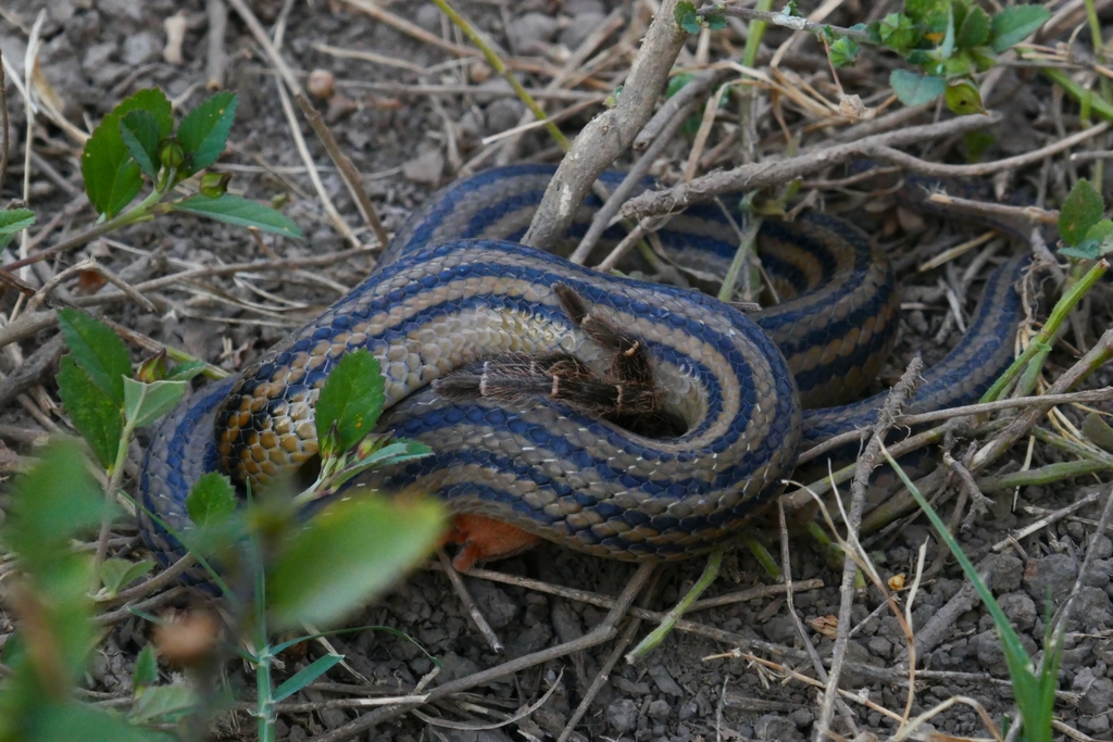 Blood Snake from San Francisco Echeverría on March 2, 2022 at 10:59 PM ...