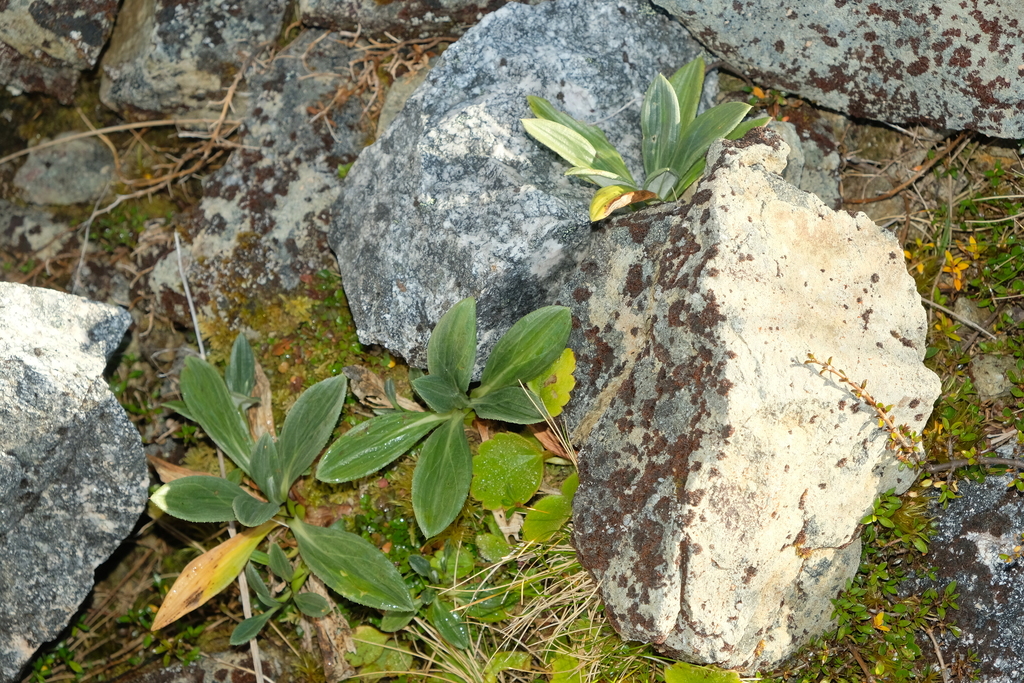 Haast's Mountain Daisy from Buller District, West Coast, New Zealand on ...