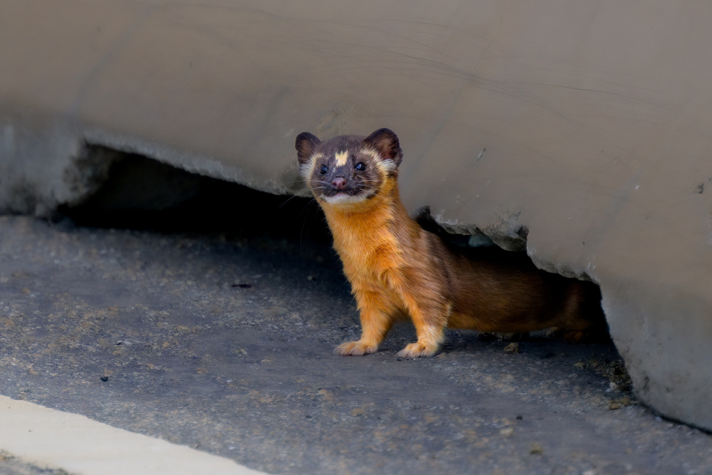 Long-tailed Weasel from Pacifica, CA, US on April 18, 2022 at 10:33 AM ...