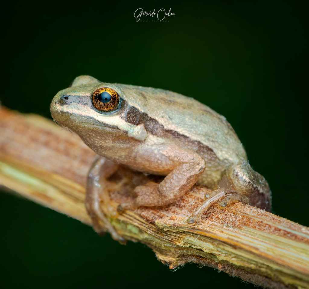 Mountain Tree Frog from Morelia, Mich., México on April 10, 2022 at 10: ...