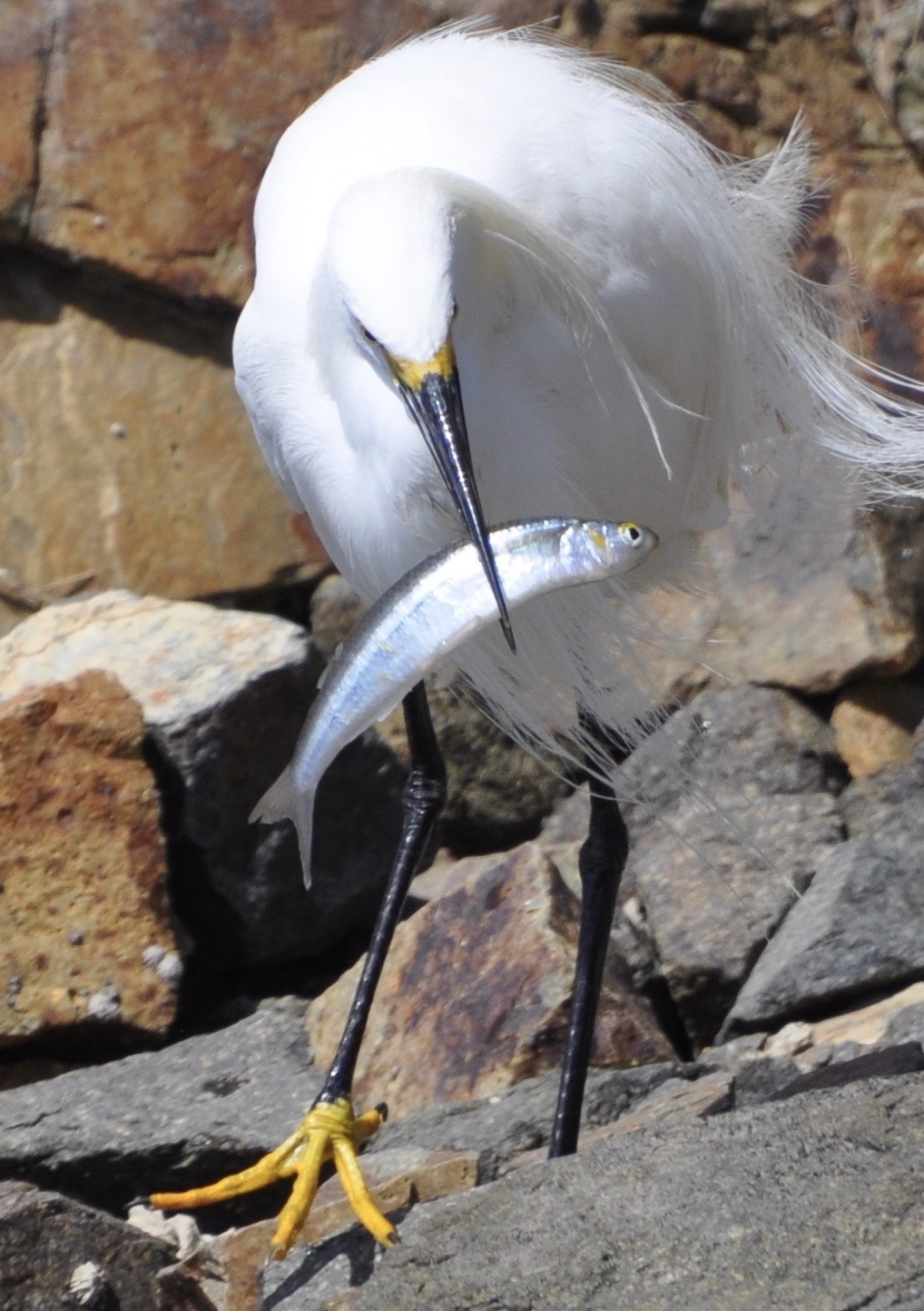 Atherinops affinis (Ayres, 1860)