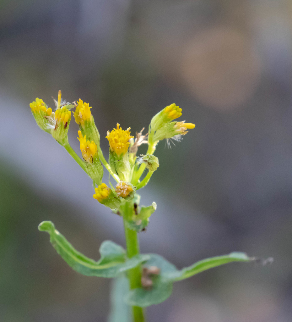 rayless ragwort from Mount Diablo State Park, Contra Costa, California ...