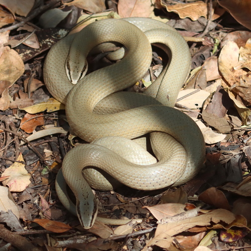 (Conophis lineatus concolor) - Snakes and Lizards