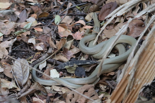 (Conophis lineatus concolor) - Snakes and Lizards