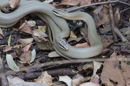 (Conophis lineatus concolor) - Snakes and Lizards