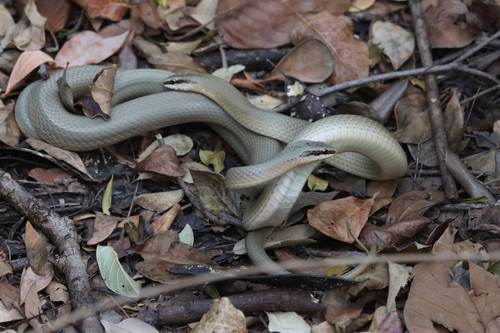 (Conophis lineatus concolor) - Snakes and Lizards