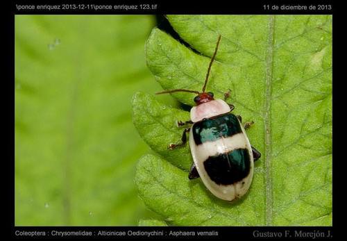 Asphaera vernalis · iNaturalist