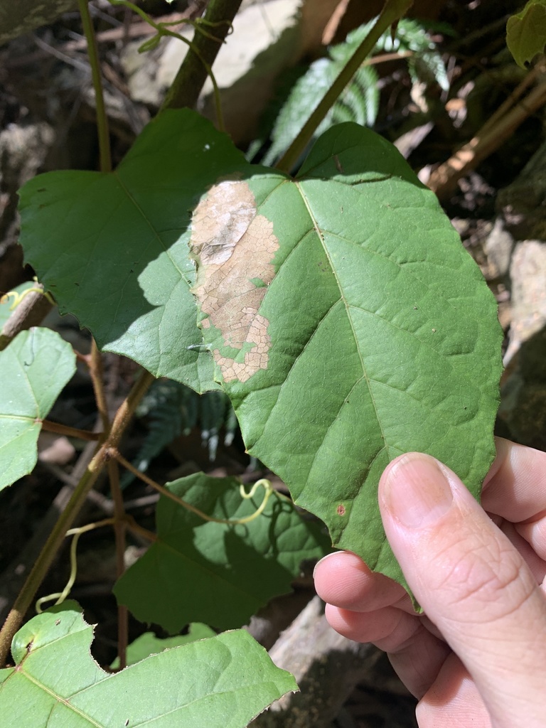 Kangaroo Vine from Carnarvon National Park, Carnarvon Park, QLD, AU on ...