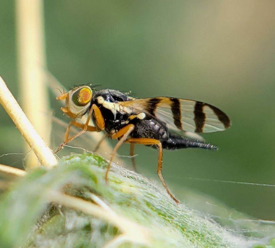 Urophora sirunaseva (Hering, 1938)