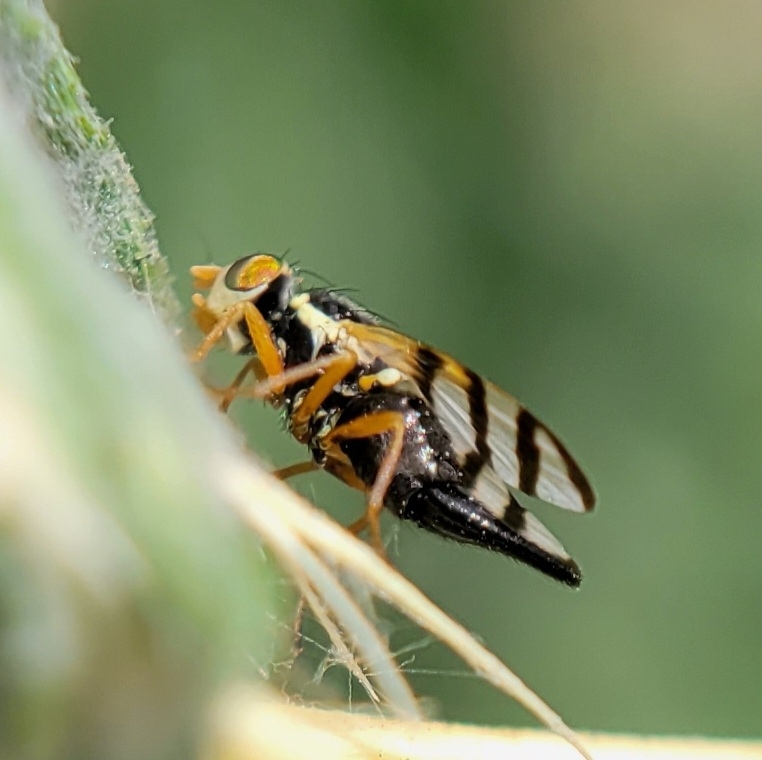 Urophora sirunaseva (Hering, 1938)