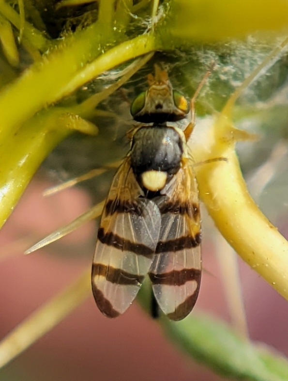 Urophora sirunaseva (Hering, 1938)