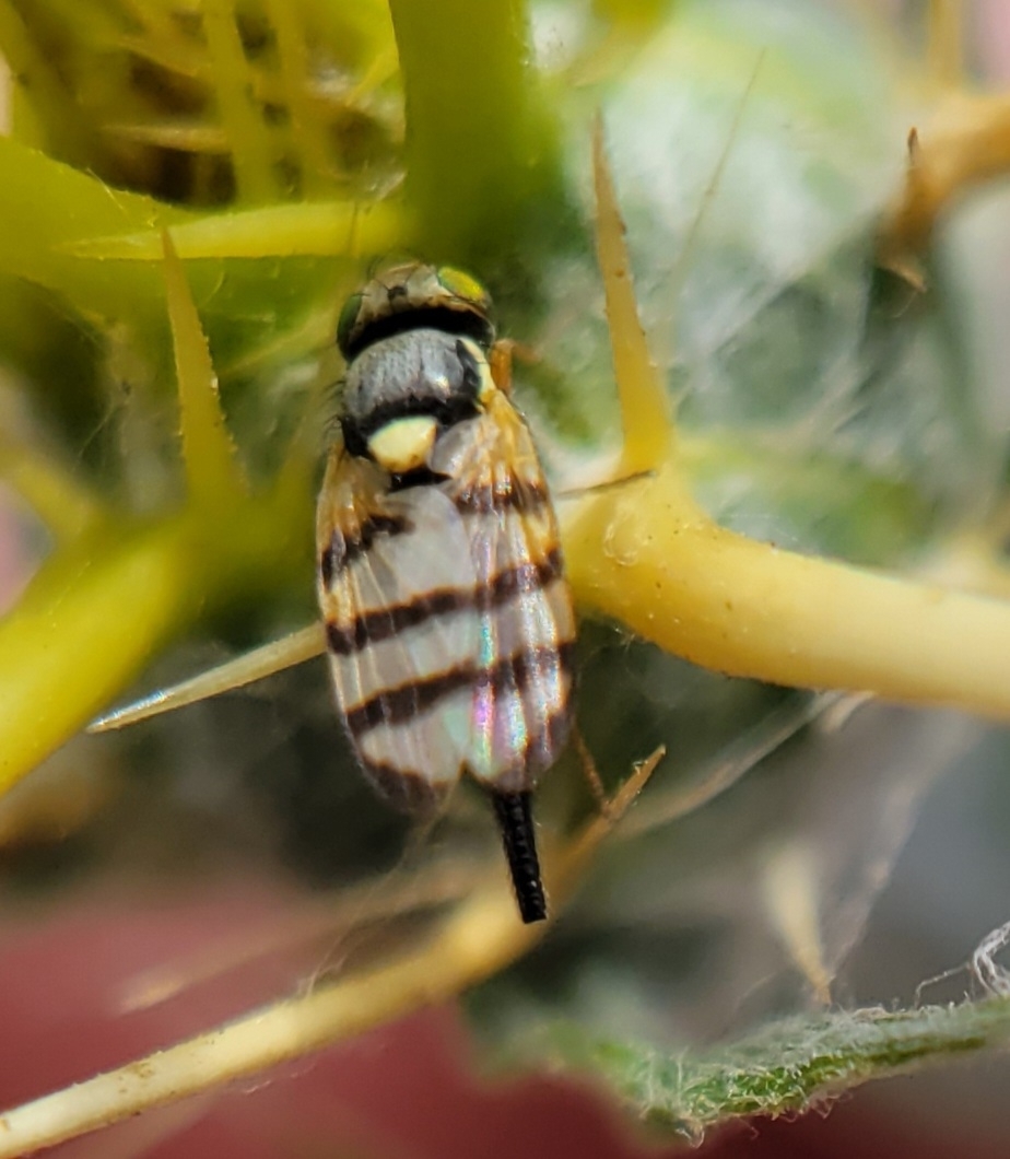 Urophora sirunaseva (Hering, 1938)